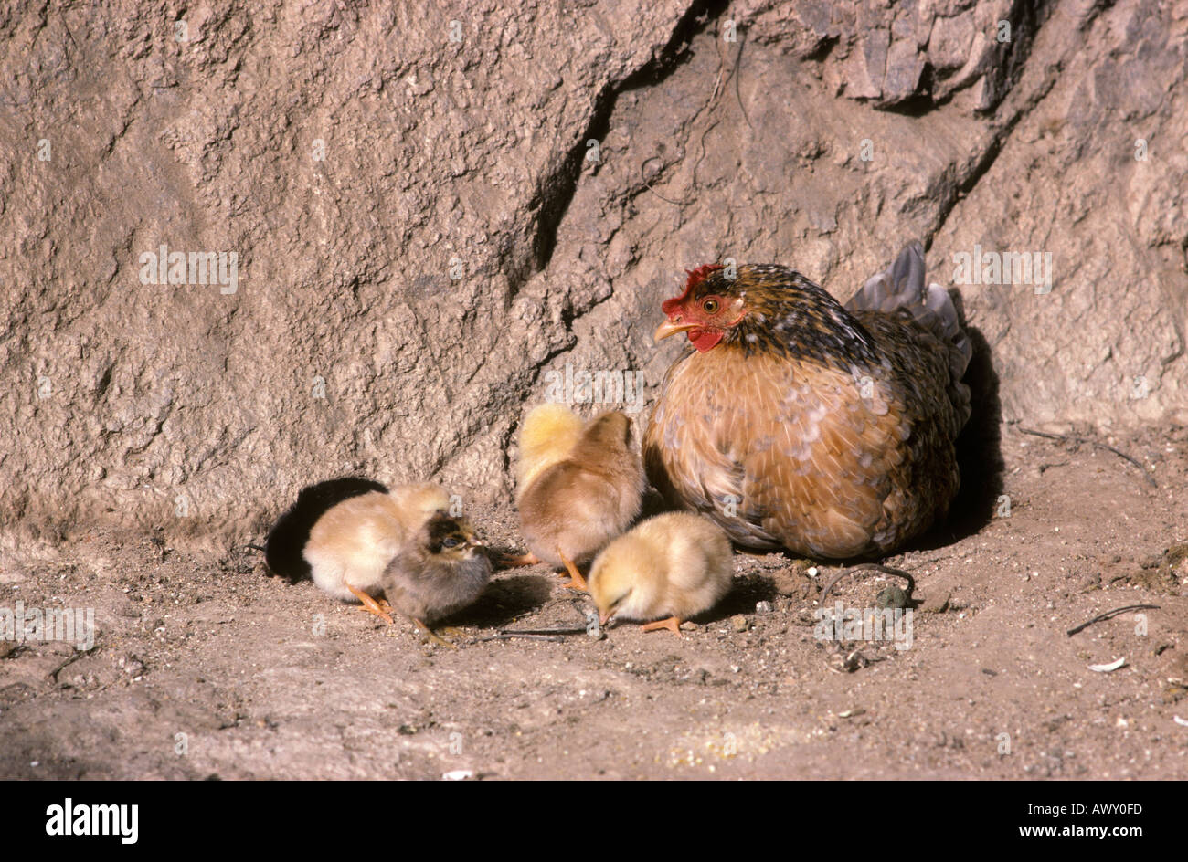 Hen protecting chicken Stock Photo - Alamy