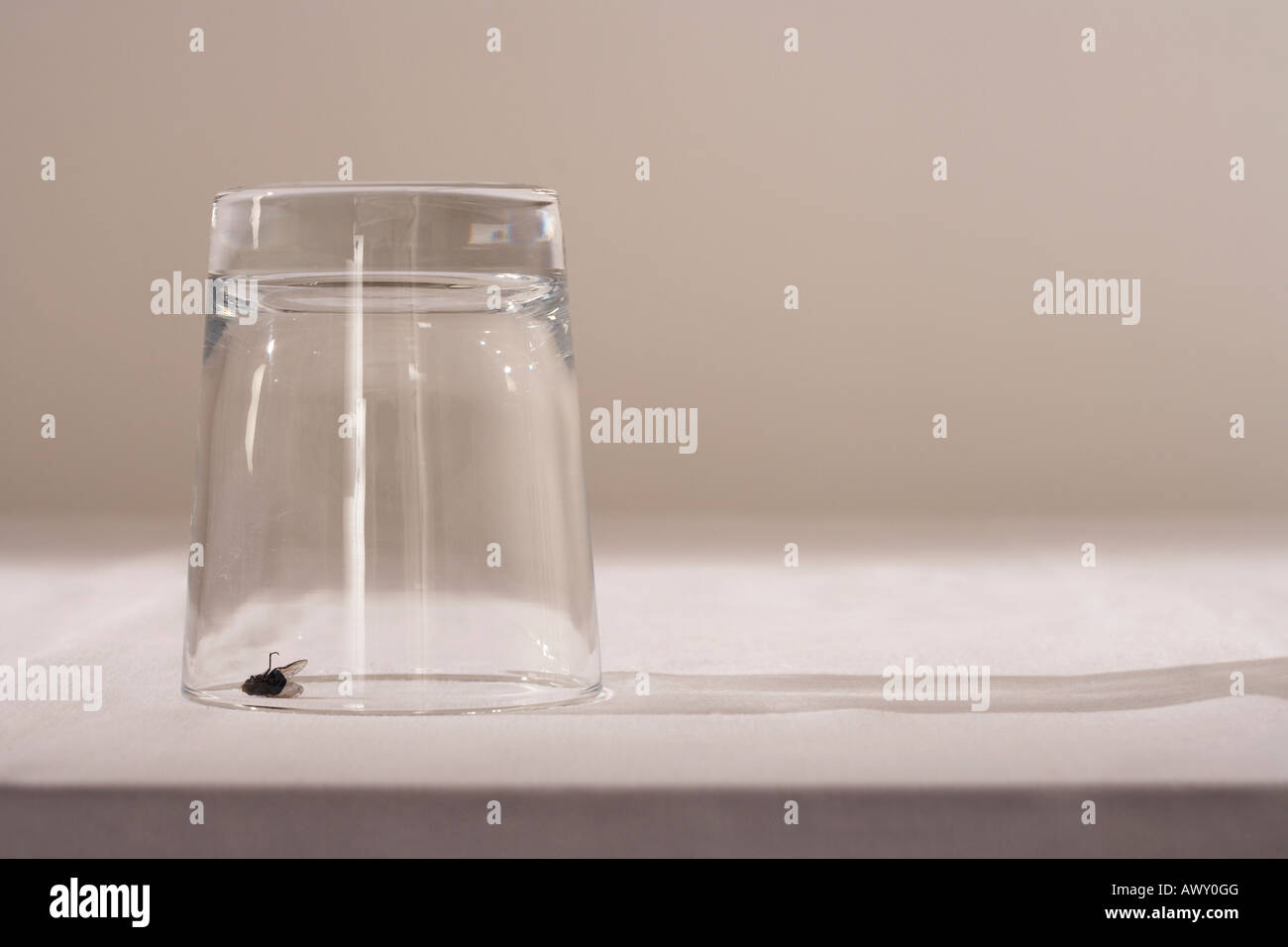 Fly under glass on table Stock Photo - Alamy