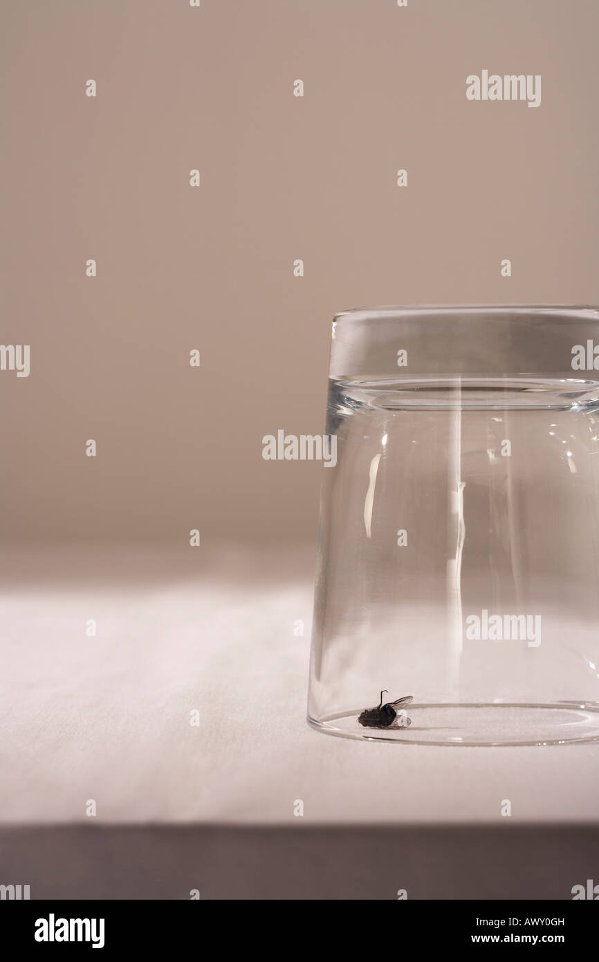 Fly under glass on table Stock Photo - Alamy