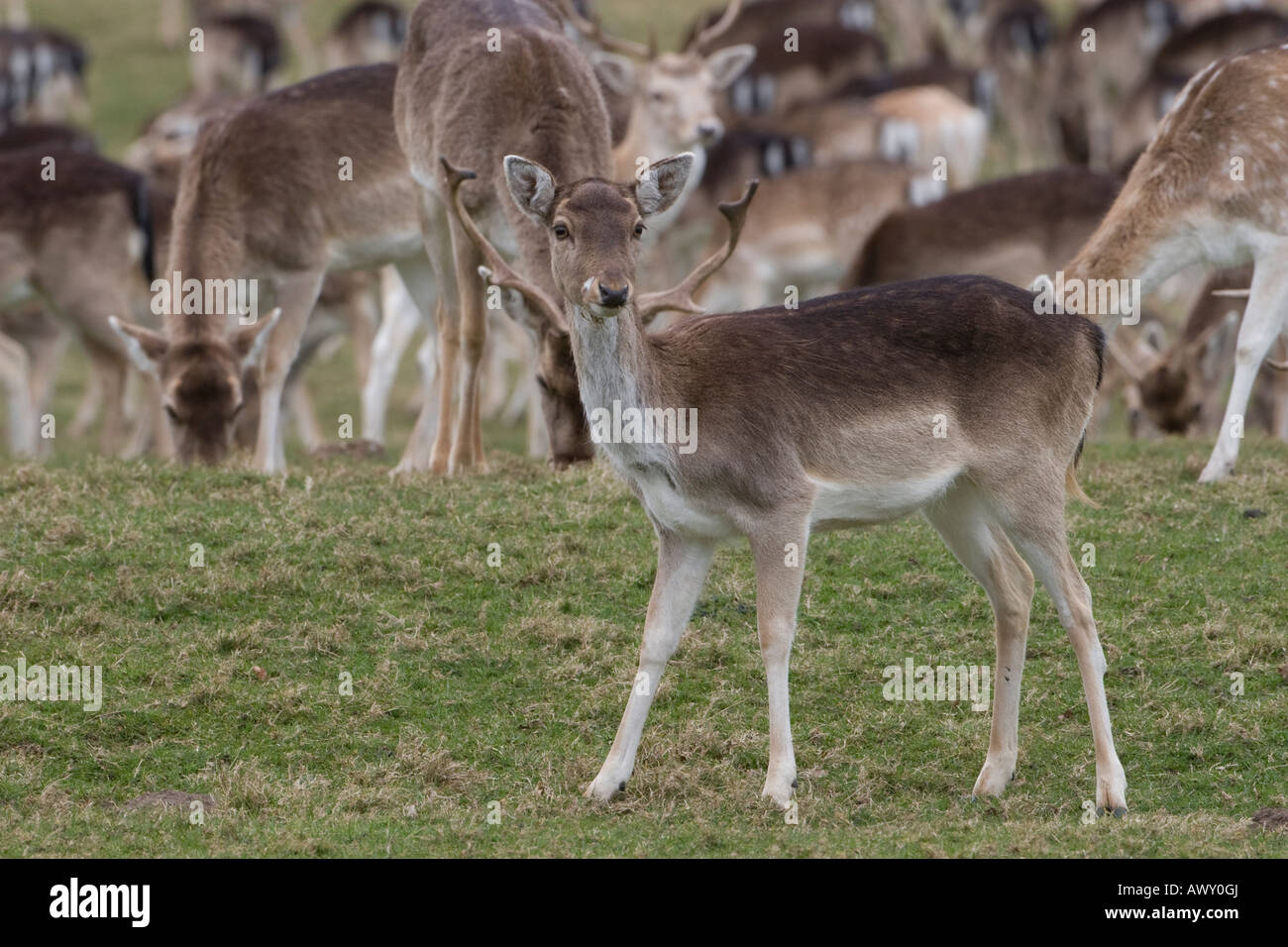 Melanistic fallow deer grazing hi-res stock photography and images - Alamy