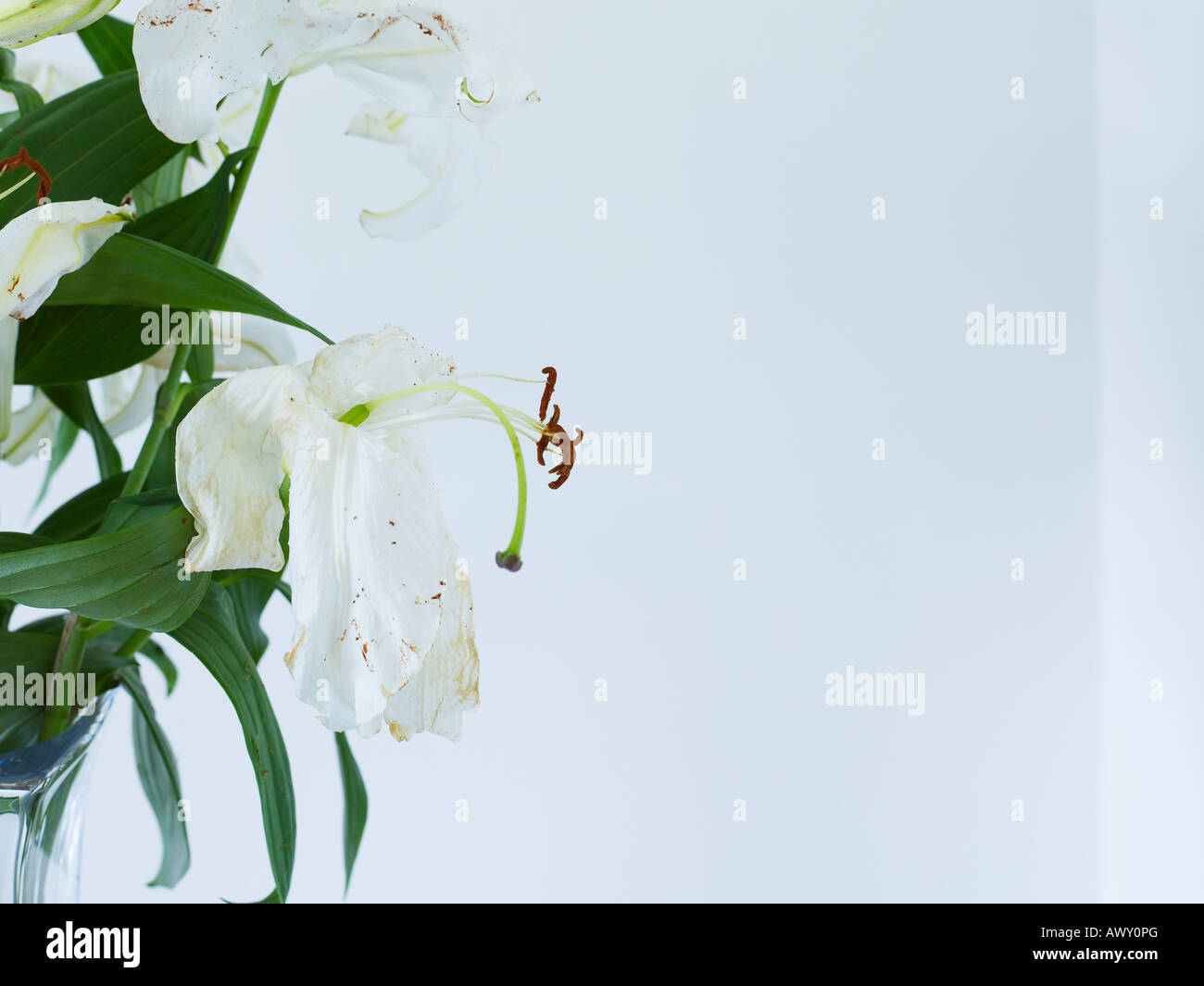 Wilting lily hi-res stock photography and images - Alamy