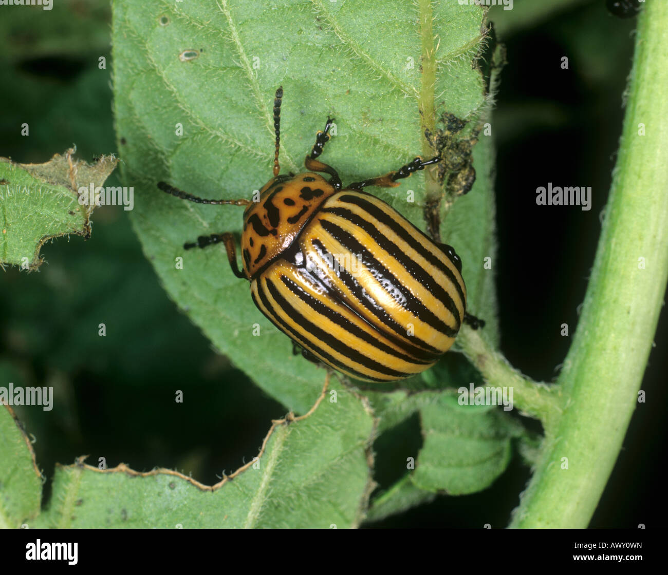 Colorado beetle Leptinotarsa decemlineata adult on a potato leaf Stock ...