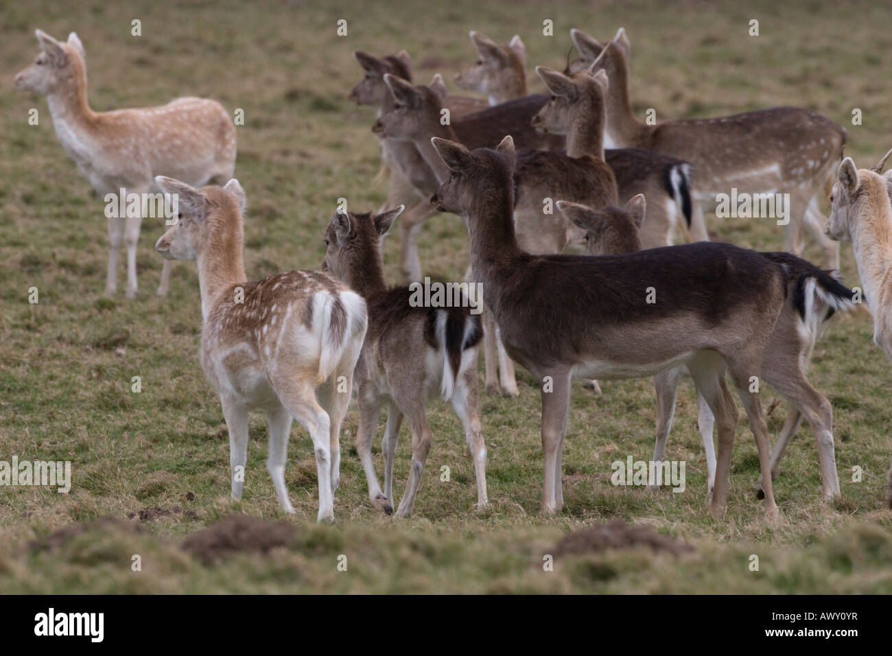 Fallow Deer Grassland Norfolk Stock Photo - Alamy
