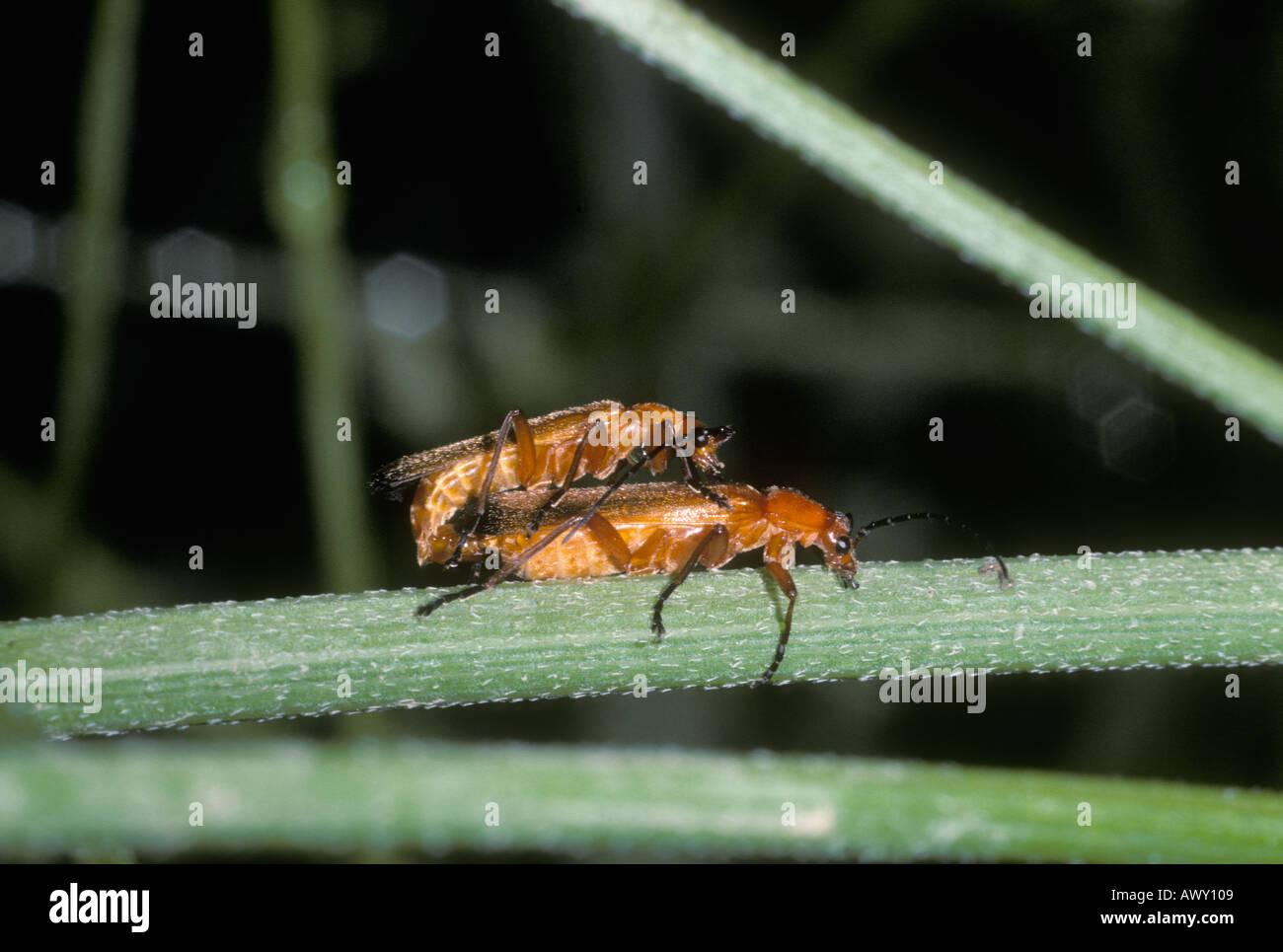 Common Red Soldier Beetle, Rhagonycha fulva. Pair mating Stock Photo ...