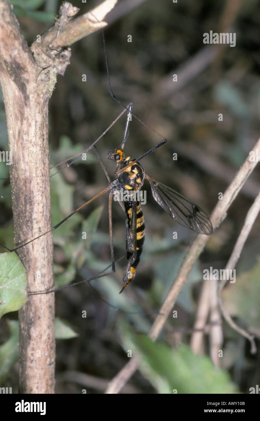 Cranefly, Nephrotoma crocata Stock Photo - Alamy