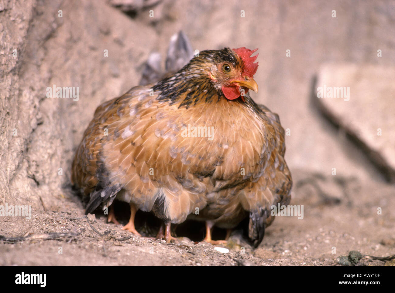 Hen protecting chicks hi-res stock photography and images - Alamy