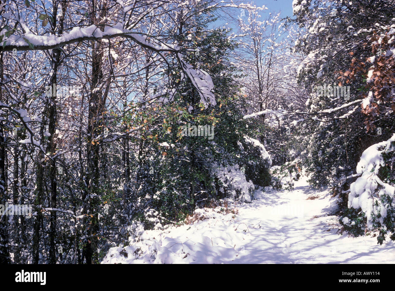 Snow covered path between trees Stock Photo - Alamy