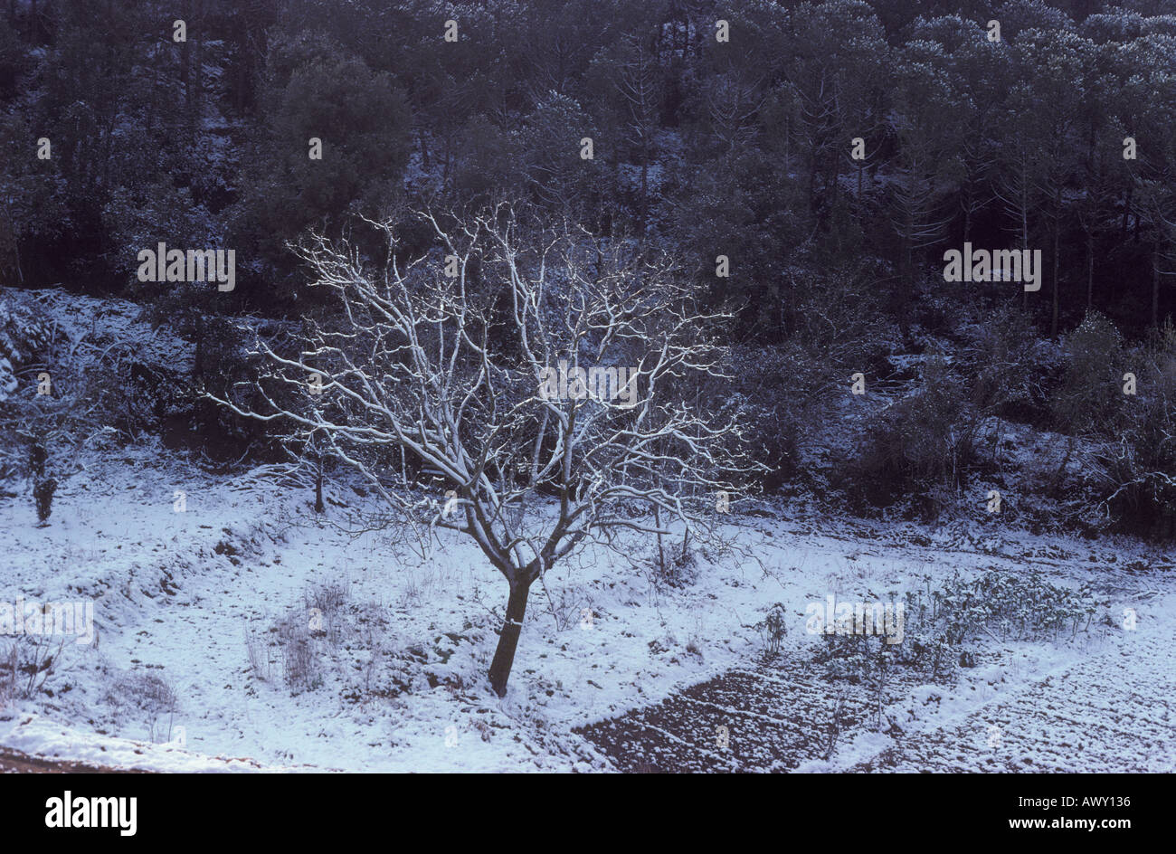 Snow covered walnut tree hi-res stock photography and images - Alamy