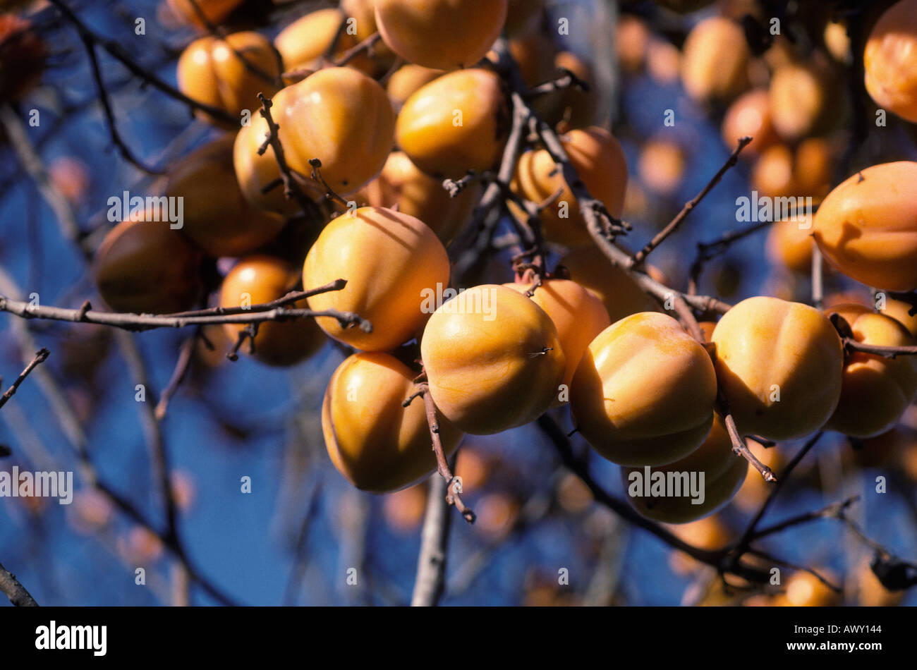Growing japanese persimmon hi-res stock photography and images - Alamy
