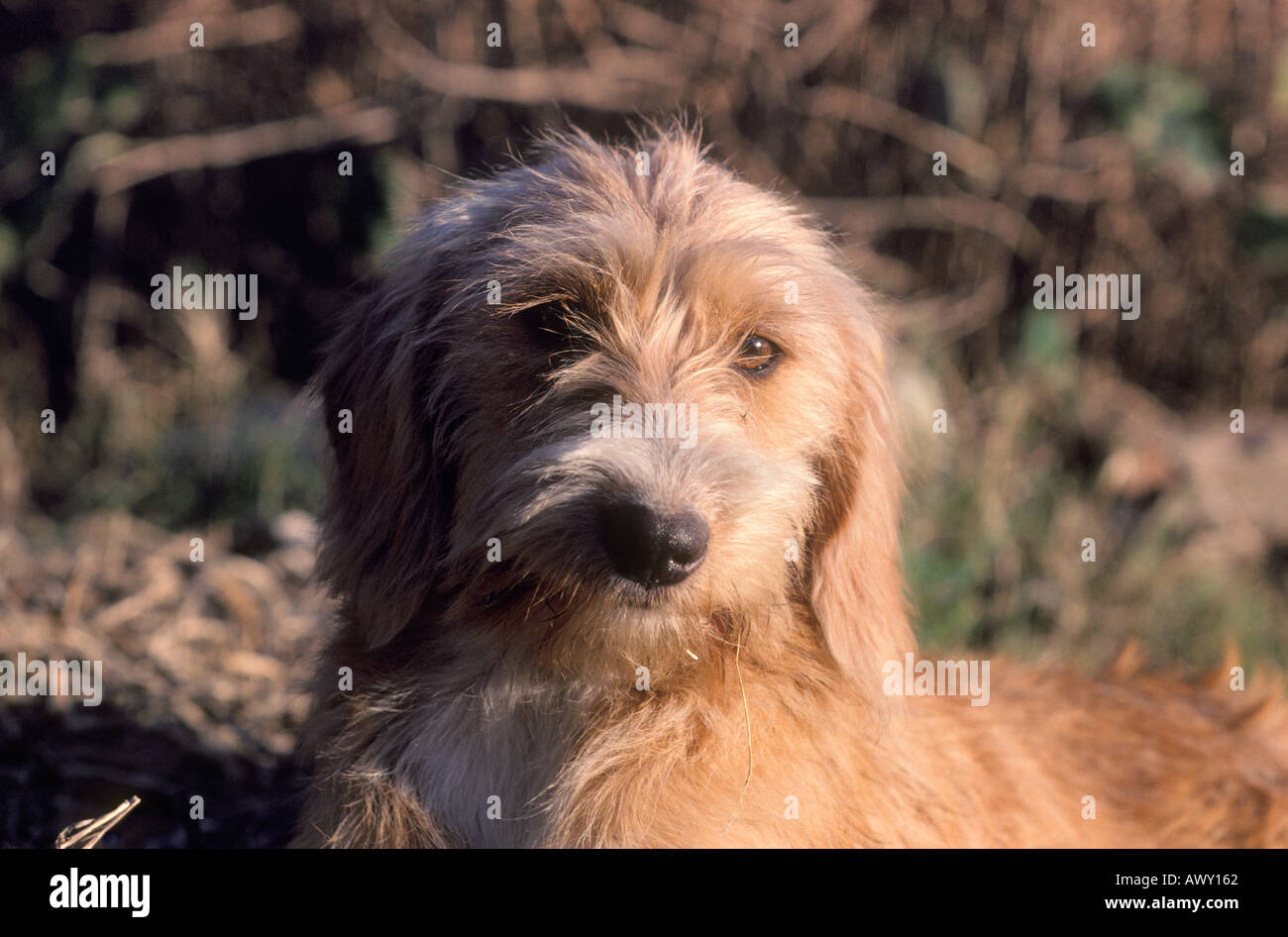 Catalan dog hi-res stock photography and images - Alamy