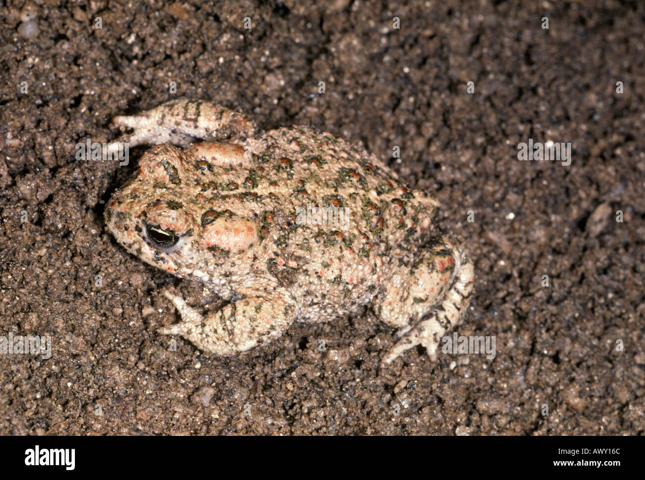 Ground toads hi-res stock photography and images - Alamy