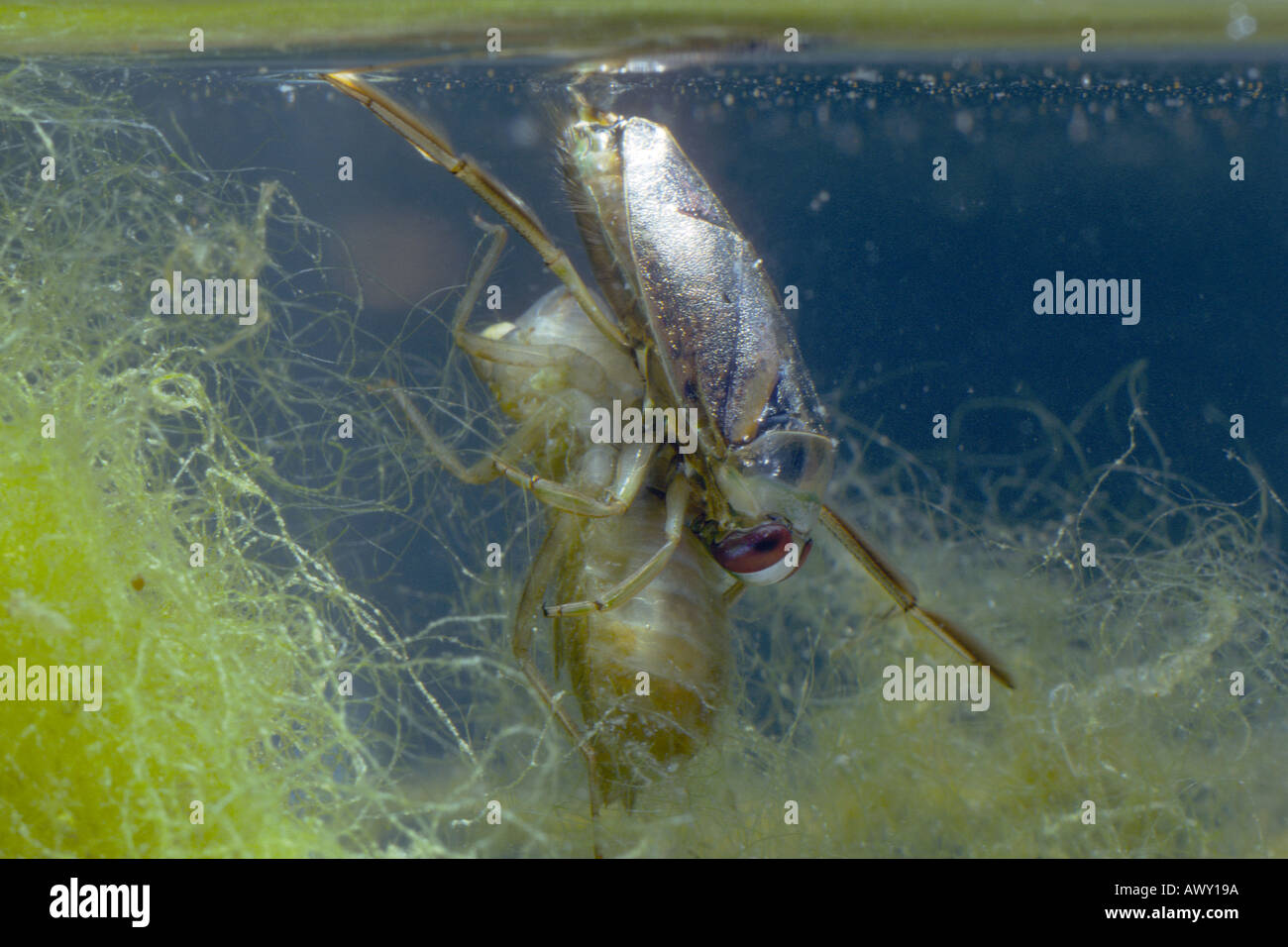 Notonecta viridis underwater eating hi-res stock photography and images ...