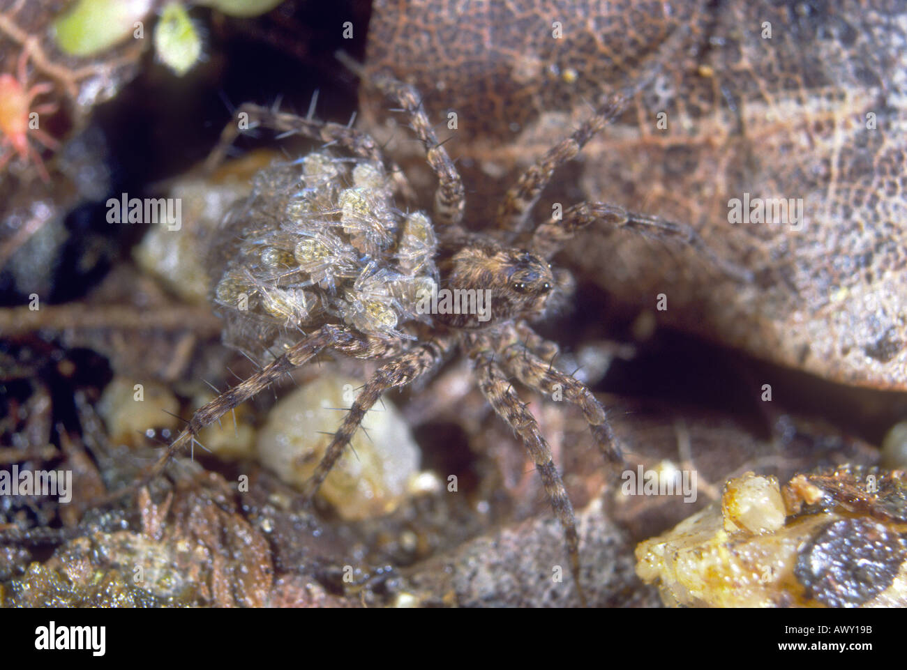 Wolf Spider, Pardosa sp. Female with nymphs on abdomen Stock Photo - Alamy