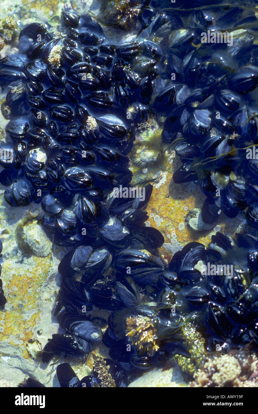 Common Mussels, Mytilus edulis. Close-up of a colony in the ...