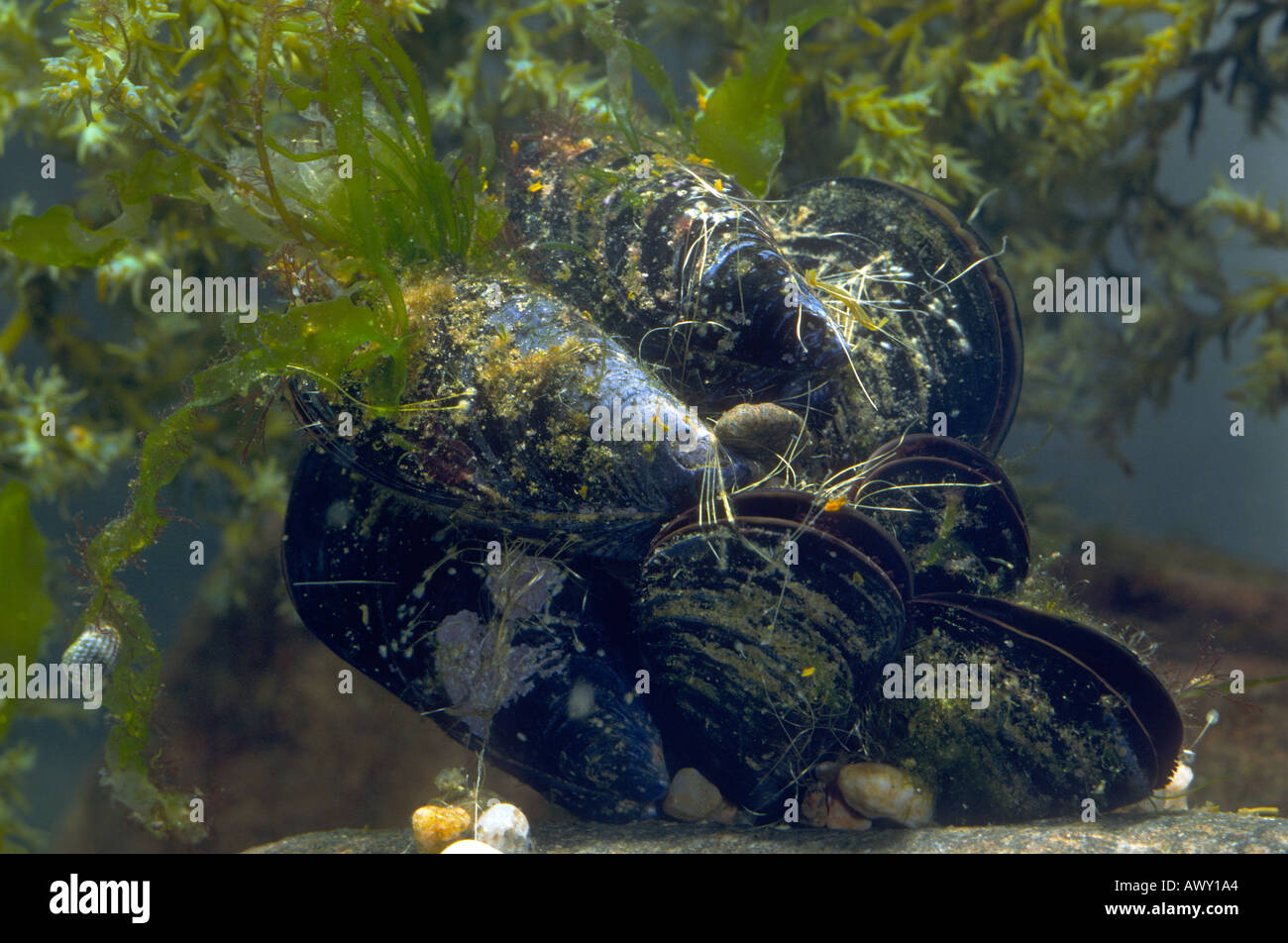 Common Mussel Mytilus edulis Colony Stock Photo - Alamy