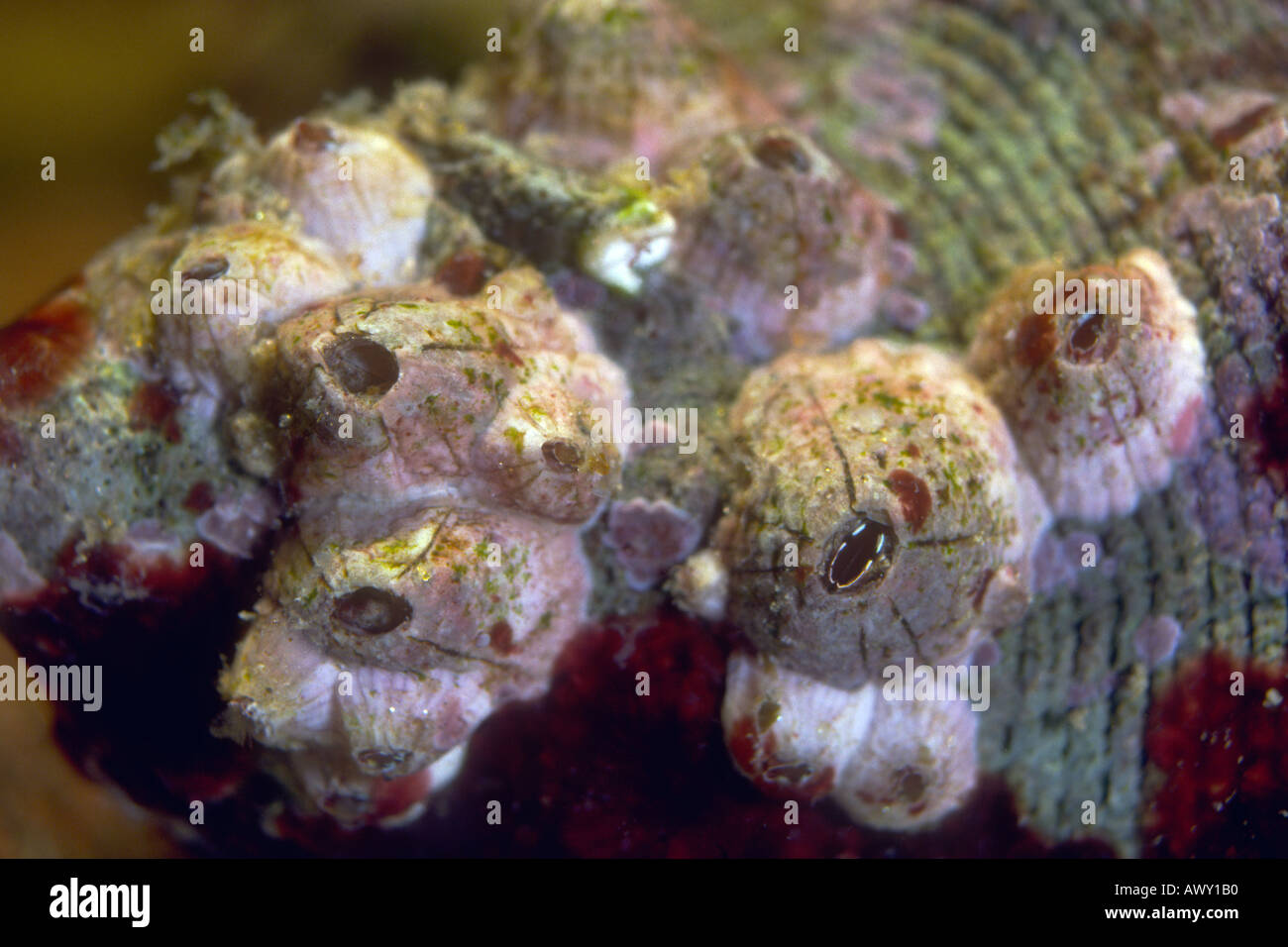 Barnacles, Chthamalus sp. On sea snail shell Stock Photo - Alamy