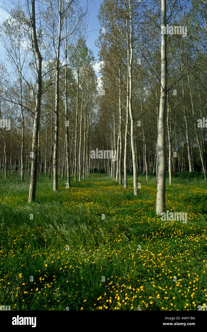 Poplar rows populus sp hi-res stock photography and images - Alamy