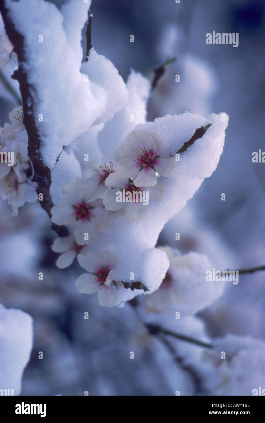 Almond Tree (Prunus dulcis). Snow covered flowers Stock Photo - Alamy