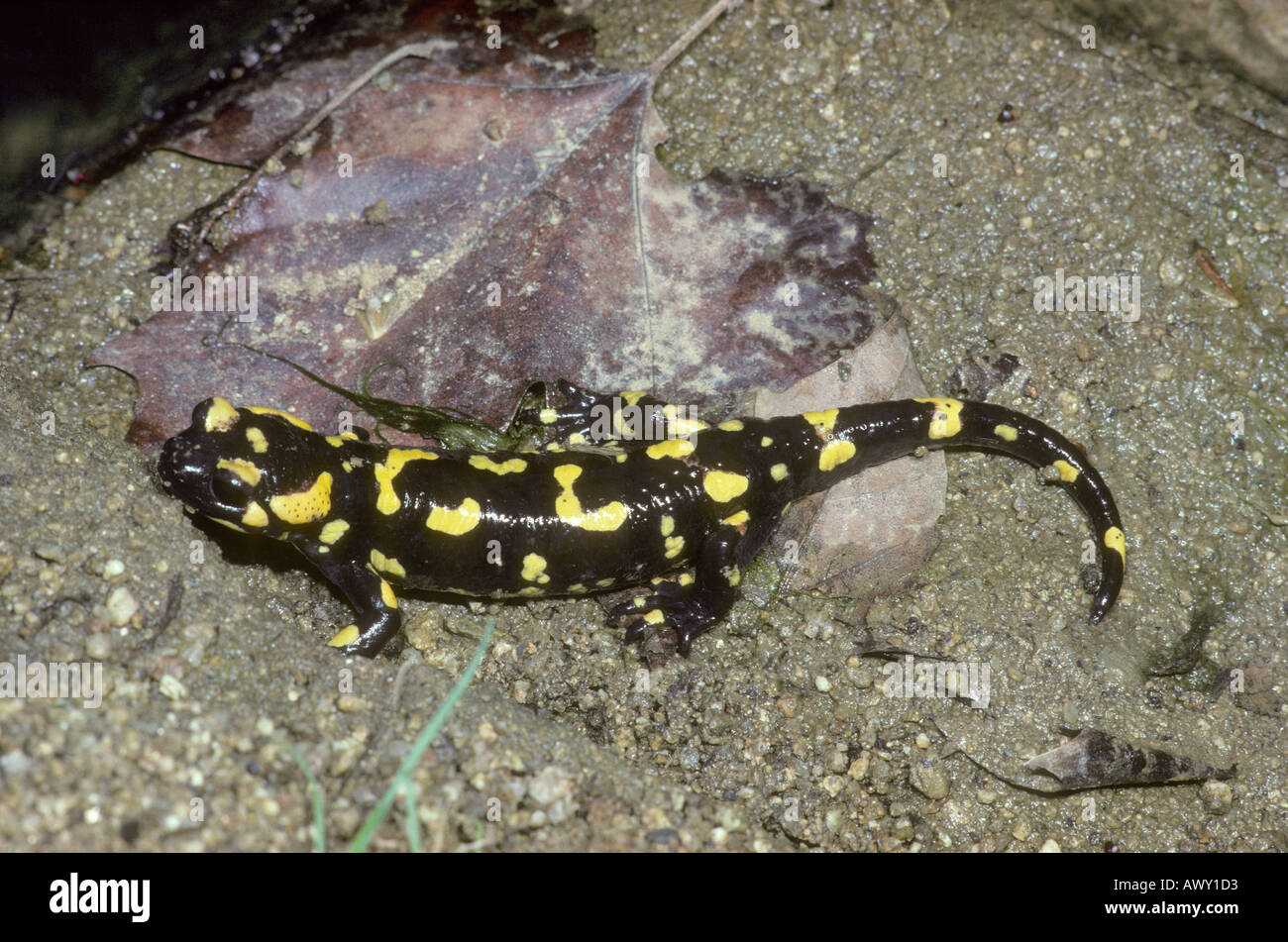 Fire Salamander, Salamandra salamandra Stock Photo - Alamy