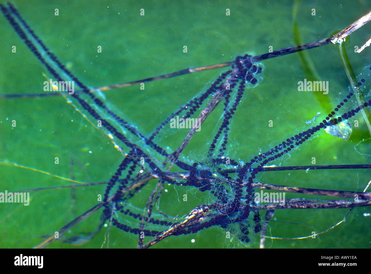 Common Toad, Bufo bufo. Closeup of egg strings on pond Stock Photo - Alamy