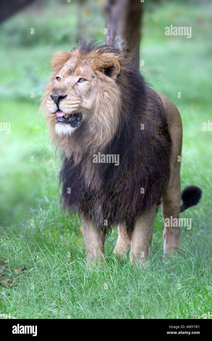 Asiatic Lion (Panthera leo persica Stock Photo - Alamy