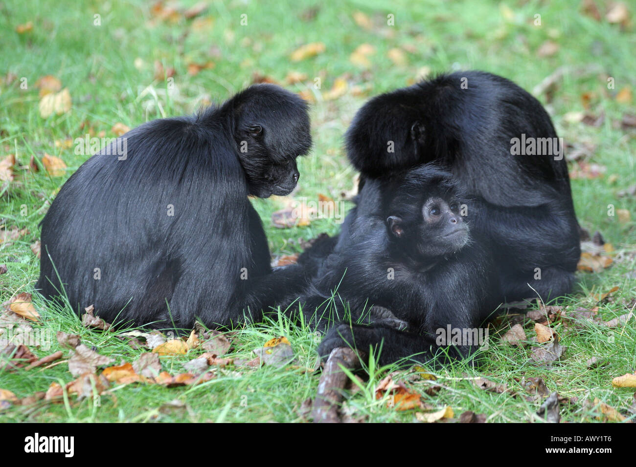 Adult and baby spider monkeys hi-res stock photography and images - Alamy