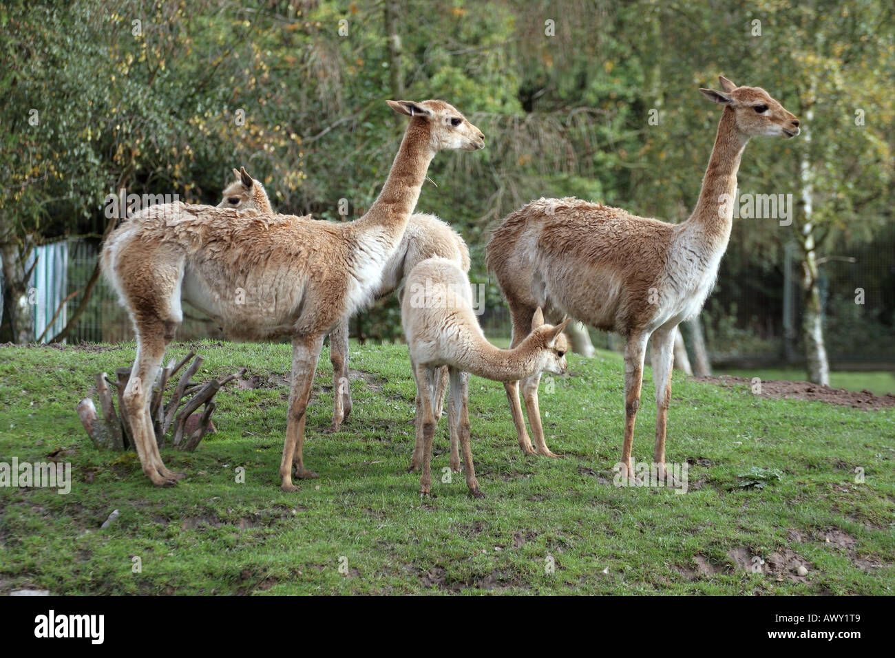Vicugnas hi-res stock photography and images - Alamy