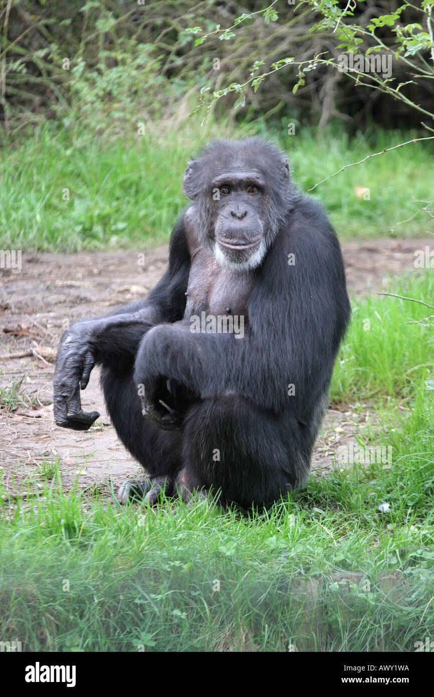 Chimps Stock Photos & Chimps Stock Images - Alamy