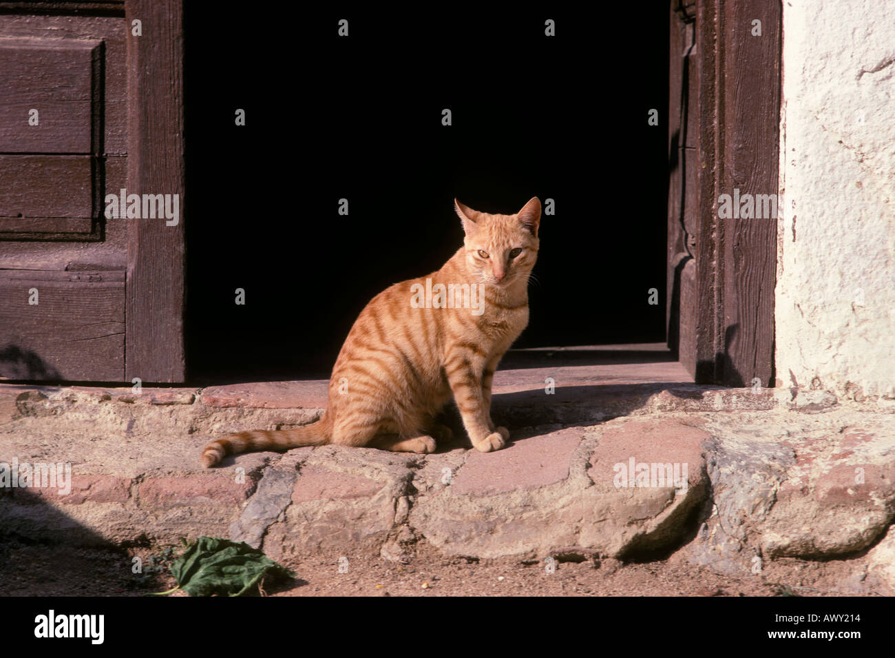 Domestic cat. In front of a farm door Stock Photo - Alamy