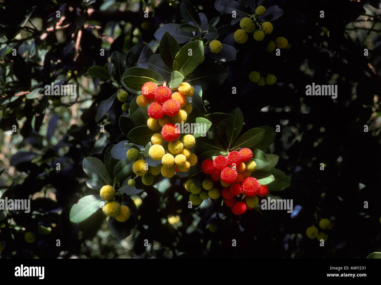 Strawberry Tree, Arbutus unedo. Berries close-up Stock Photo - Alamy