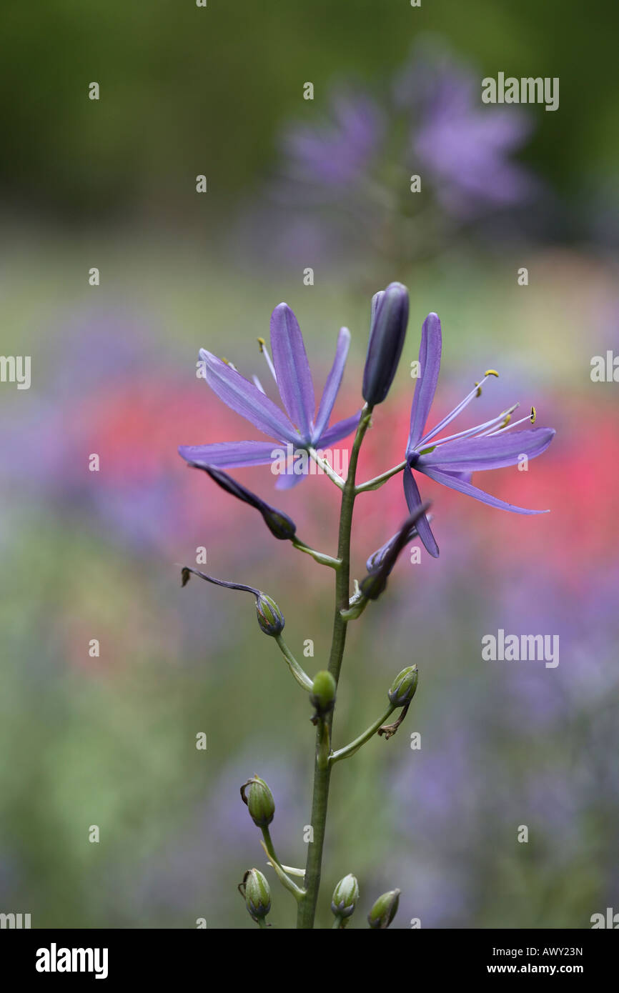 FLOWER IN GARDEN BORDER Stock Photo - Alamy