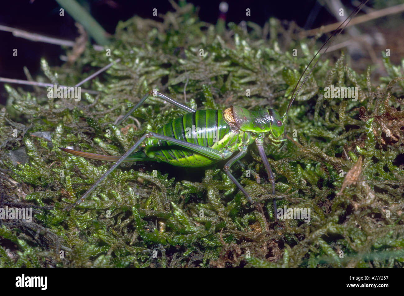 Bushcrickets hi-res stock photography and images - Alamy
