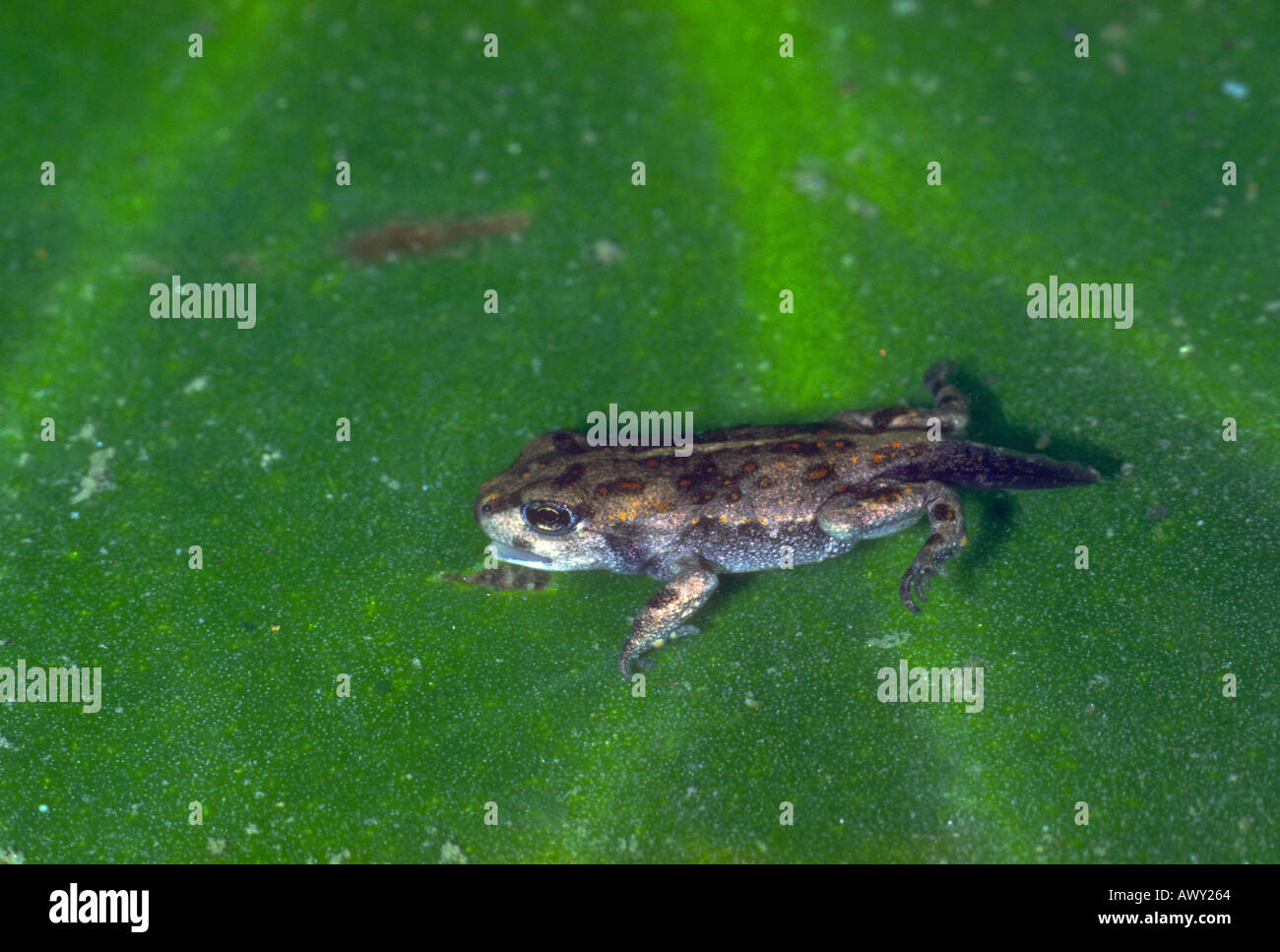 Toad mouth open hi-res stock photography and images - Alamy