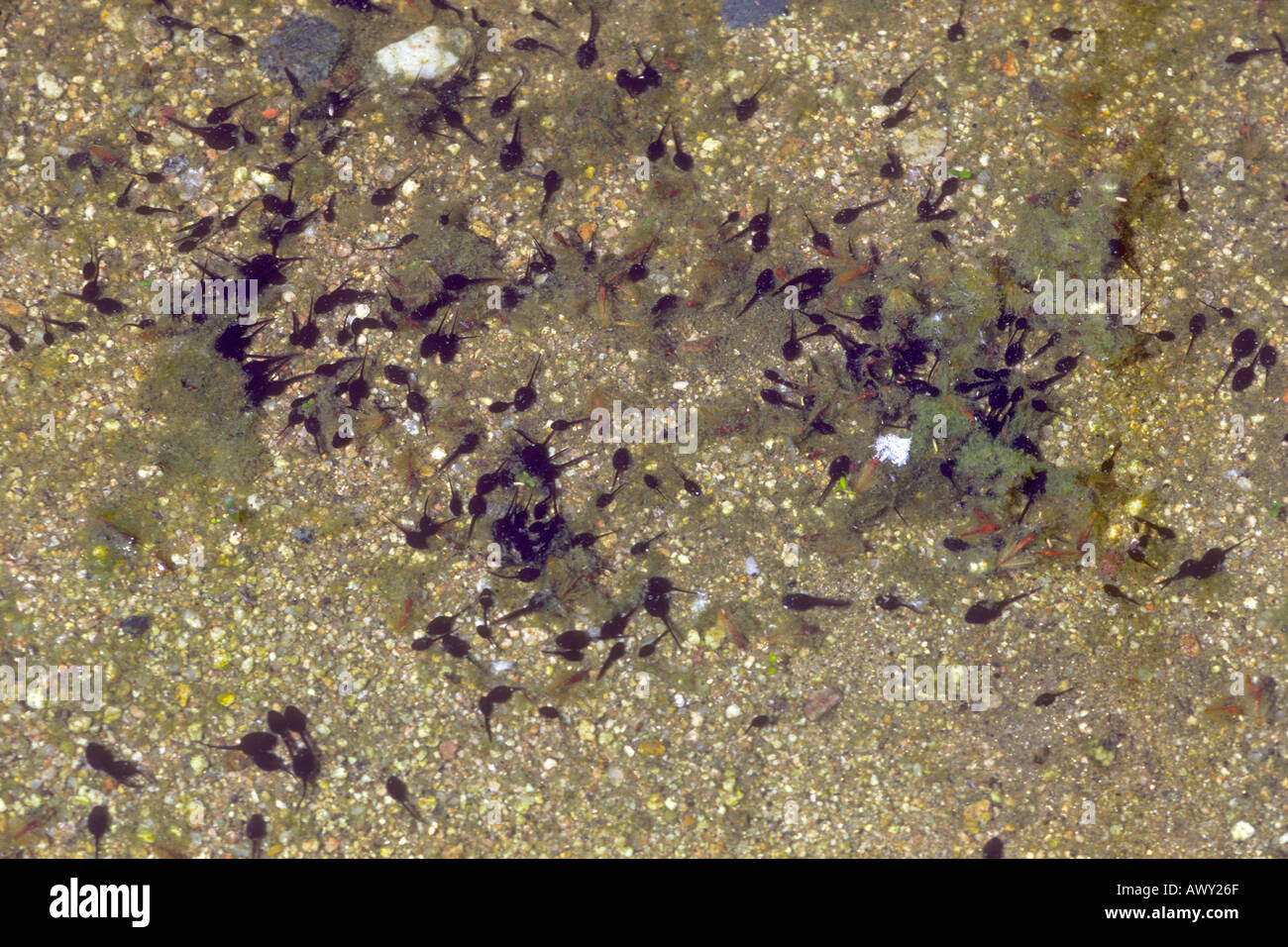 Tadpoles toads hi-res stock photography and images - Alamy