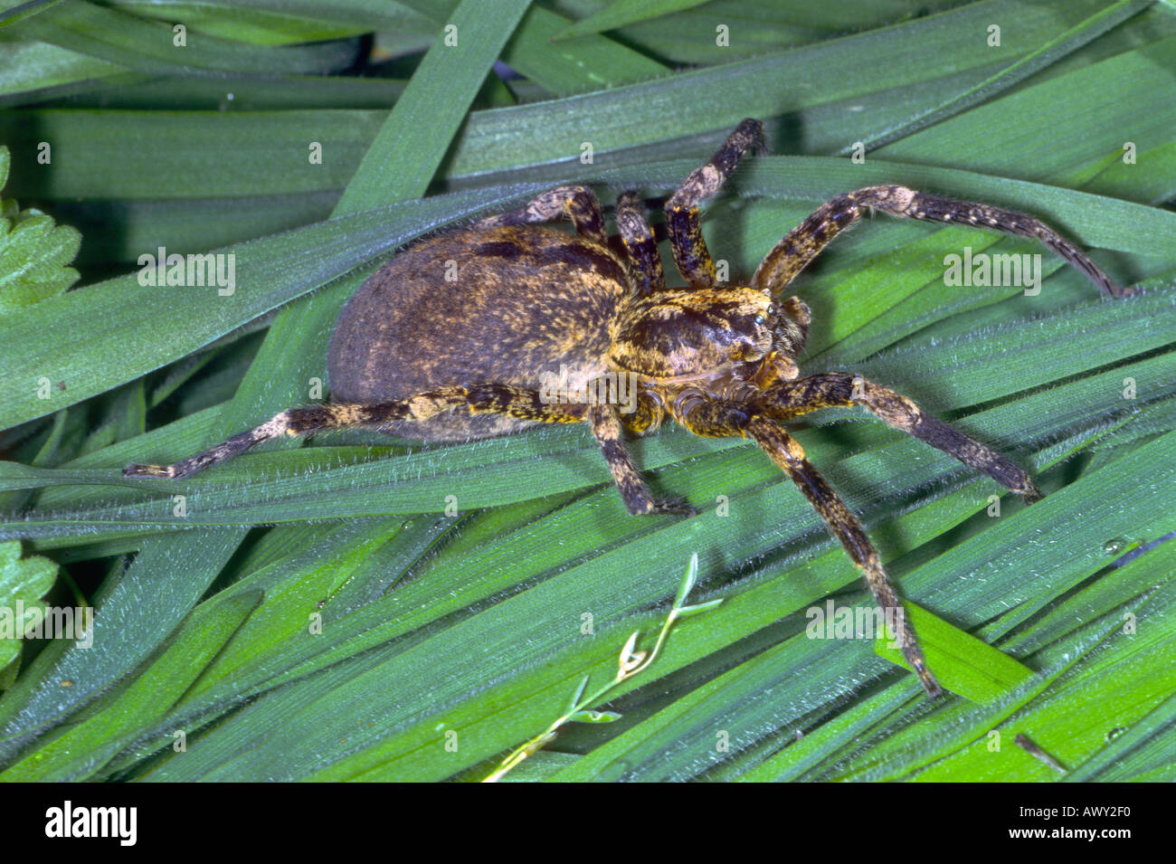 Spider, Zoropsis spinimana Stock Photo - Alamy