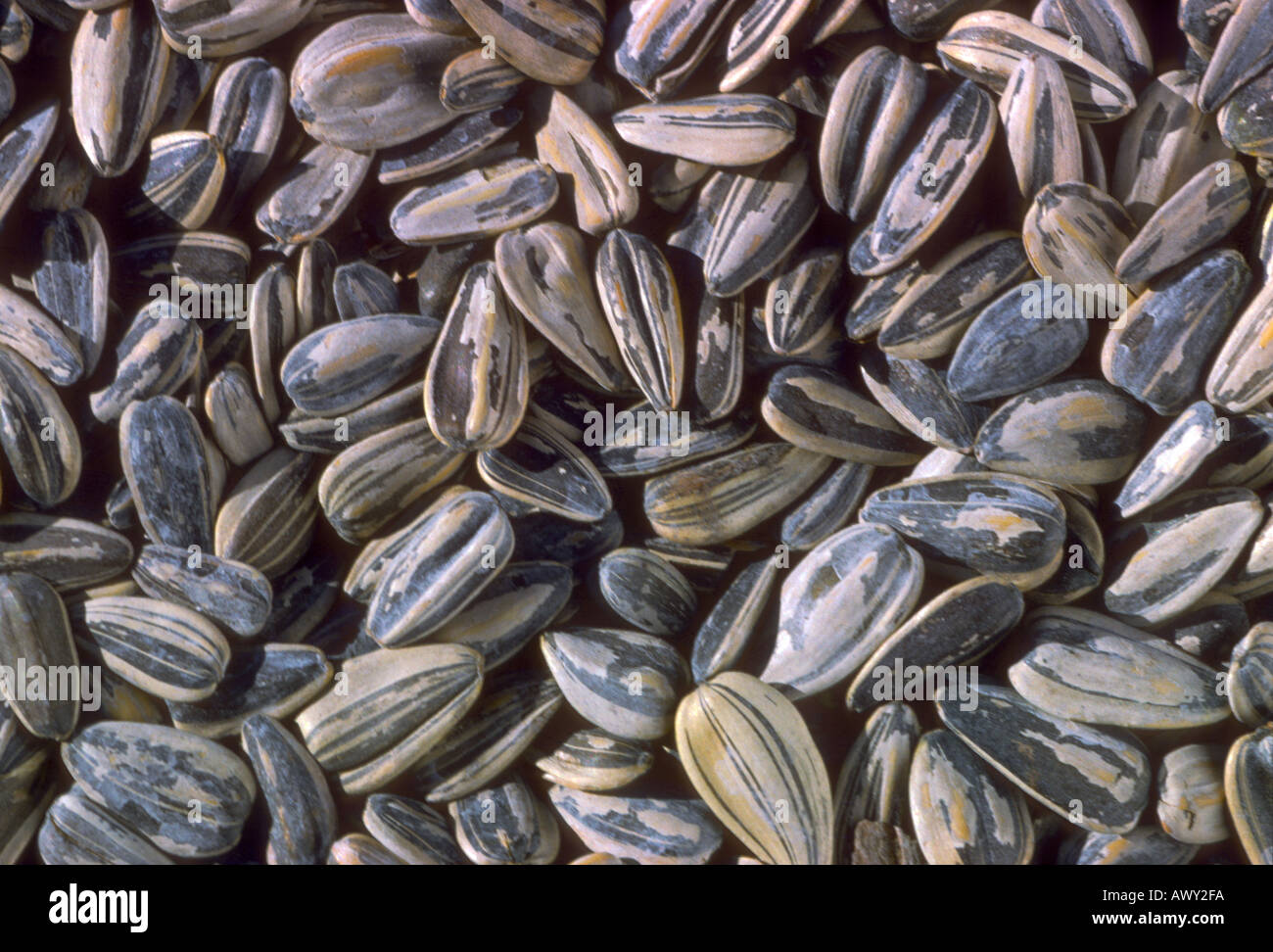 Sunflower, Helianthus annuus. Close-up of seeds Stock Photo - Alamy