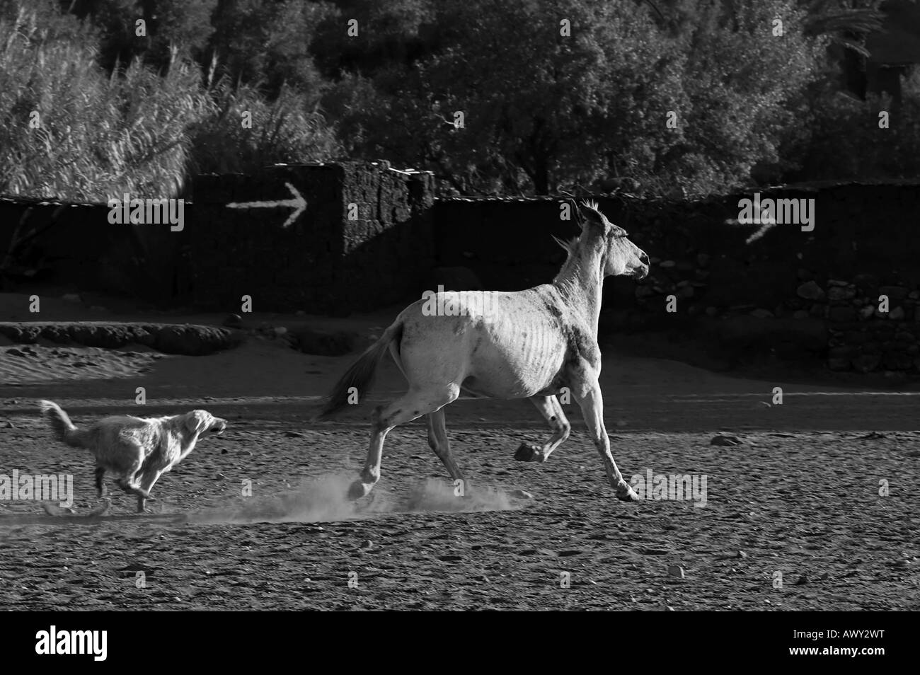 White stray dog pursues white mule run away from his pen Some minutes ...