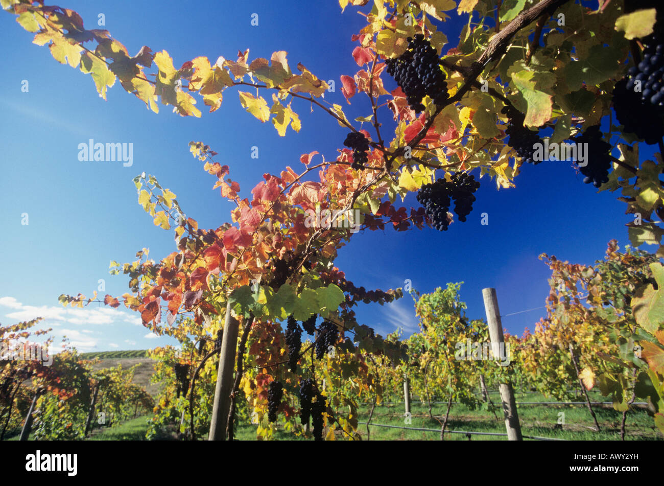 Grapes on vine yarra valley hi-res stock photography and images - Alamy