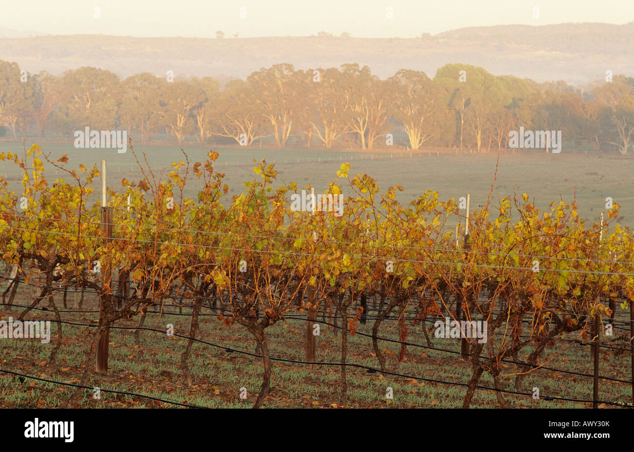 Vineyard in rural landscape, Victoria, Australia Stock Photo - Alamy