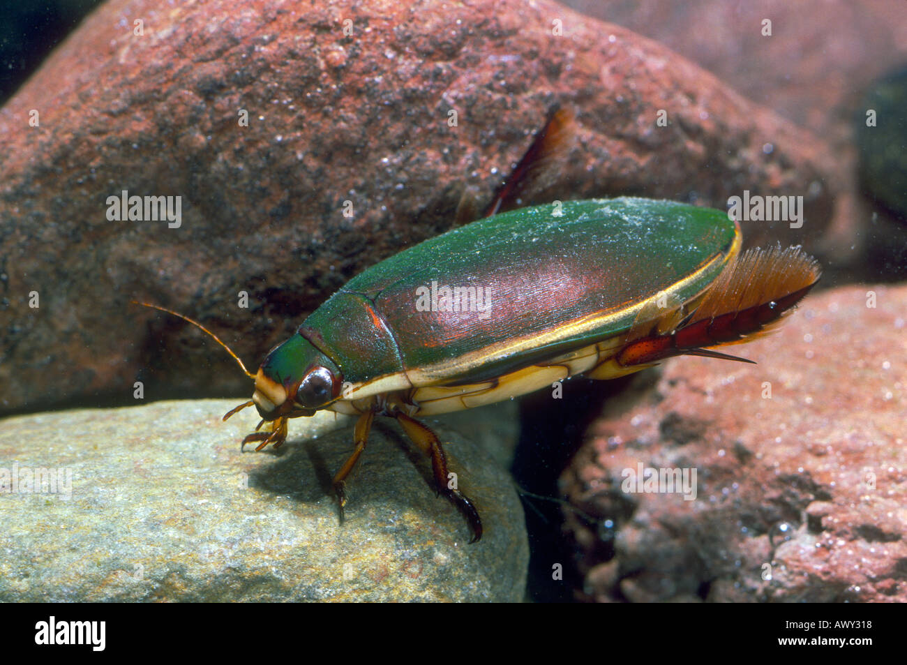 Freshwater pond beetles hi-res stock photography and images - Alamy