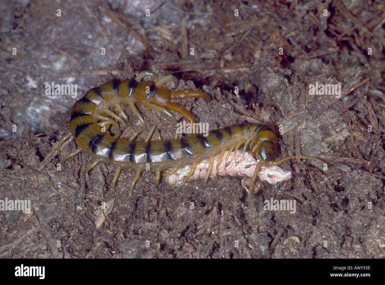Megarian Banded Centipede, Scolopendra cingulatus. Eating a prey Stock ...