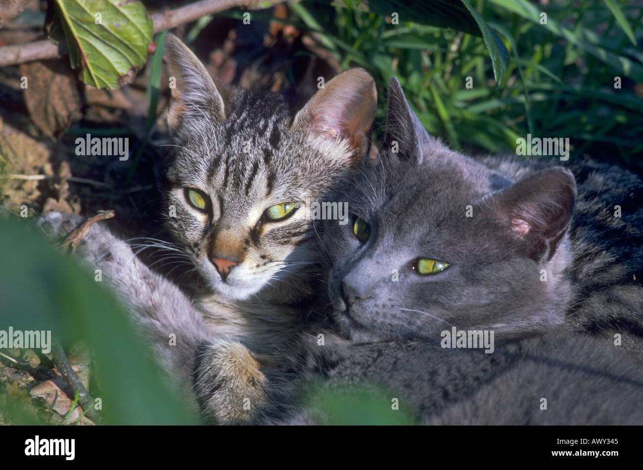 Domestic cats. Close-up of two kittens embraced Stock Photo - Alamy