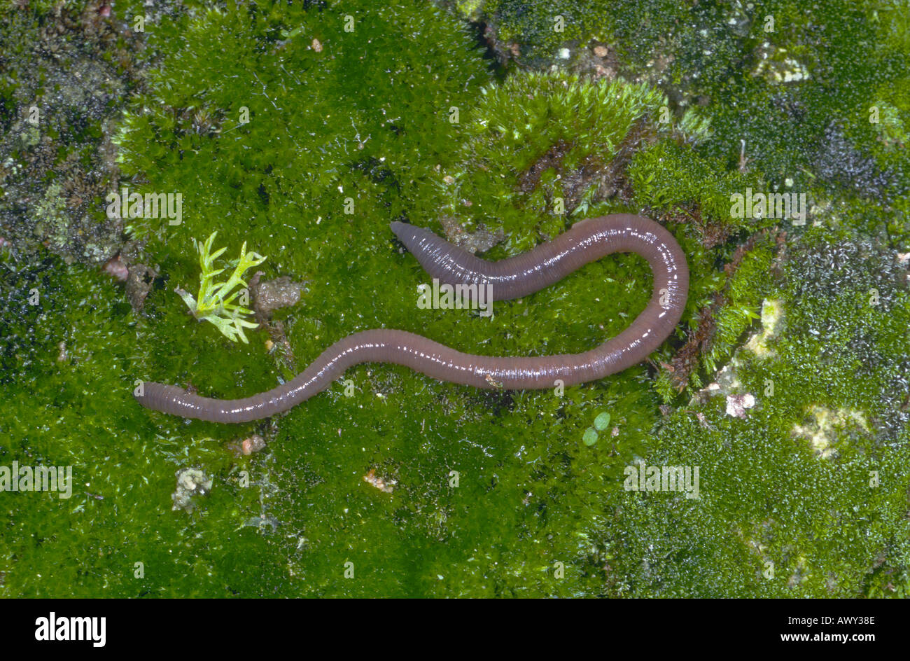 Common Earthworm, Lumbricus terrestris. On ground Stock Photo - Alamy
