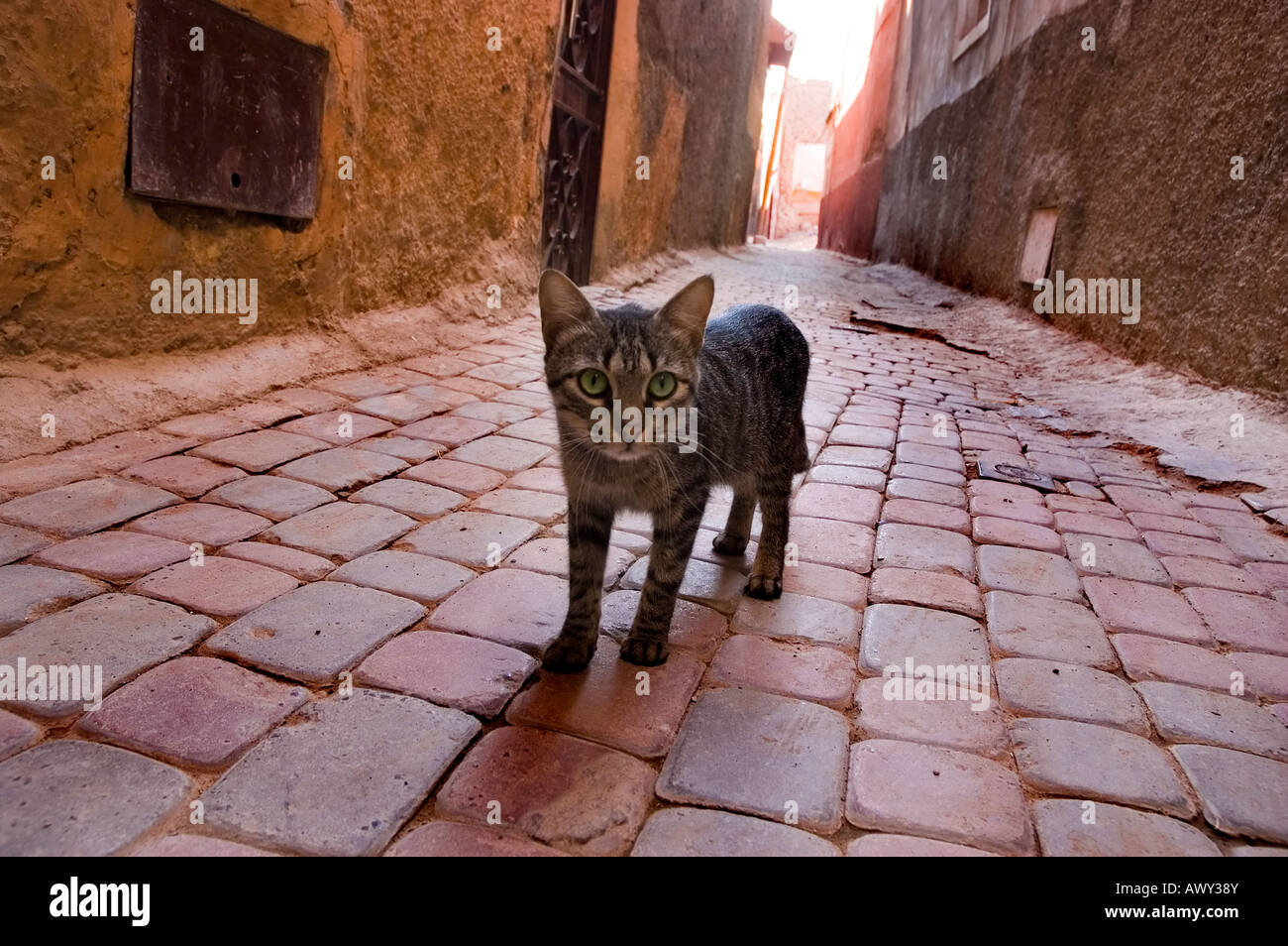 Stray tomcat cat hi-res stock photography and images - Alamy