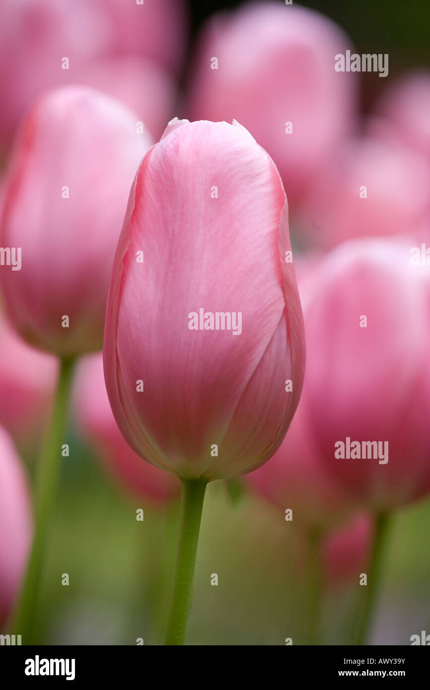 Pictorial fine hi-res stock photography and images - Alamy