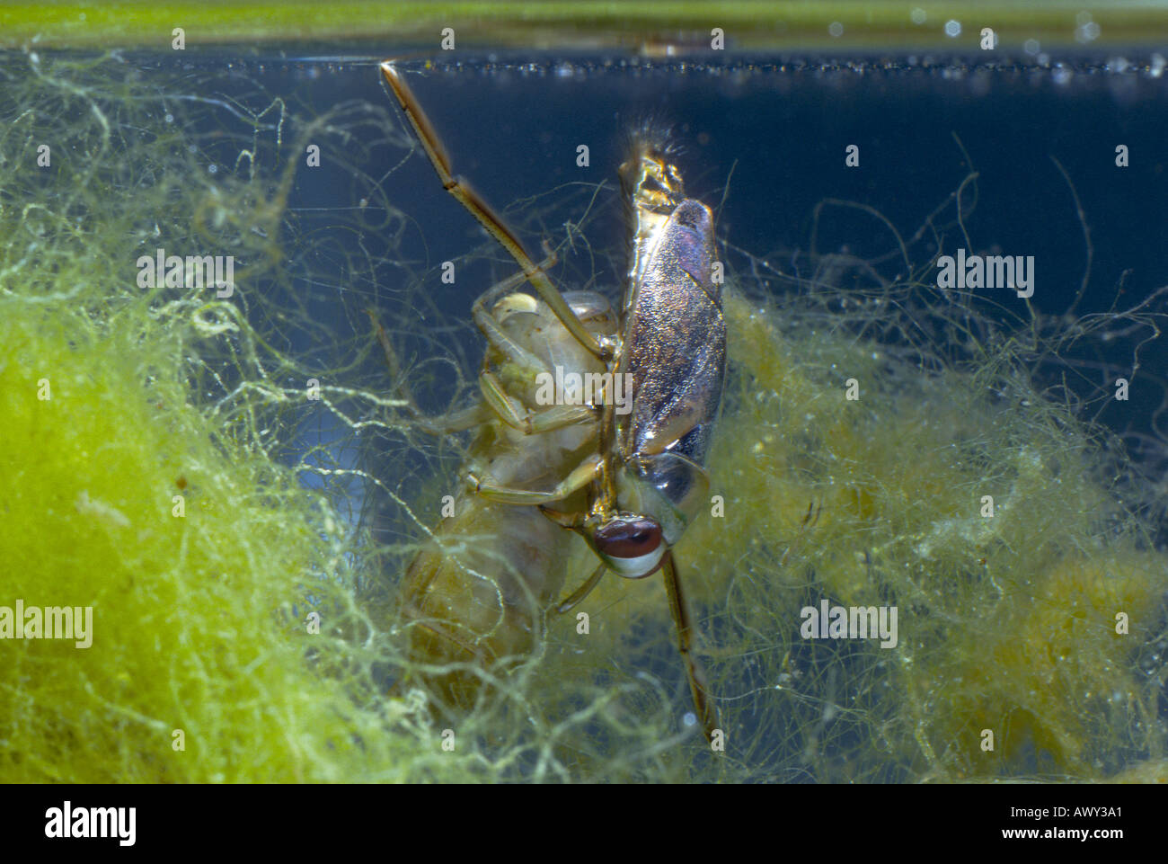 Notonecta viridis underwater eating hi-res stock photography and images ...