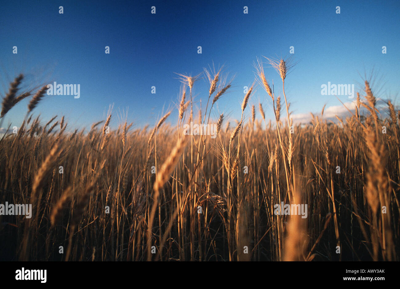 Wheat growing in field Stock Photo - Alamy