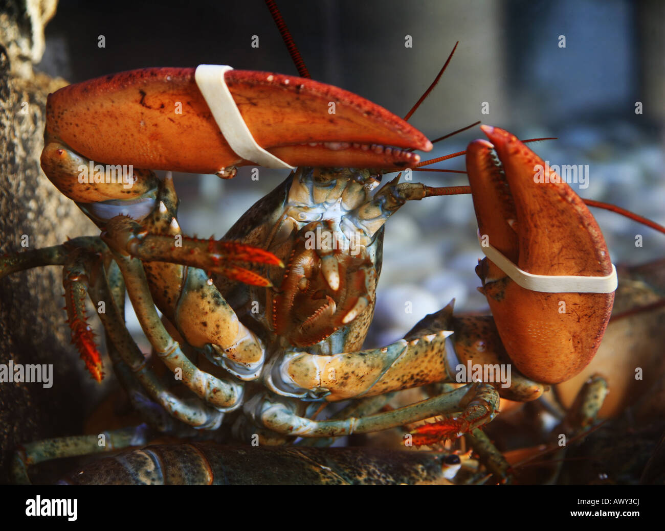 Lobster alive underwater detail view Stock Photo - Alamy