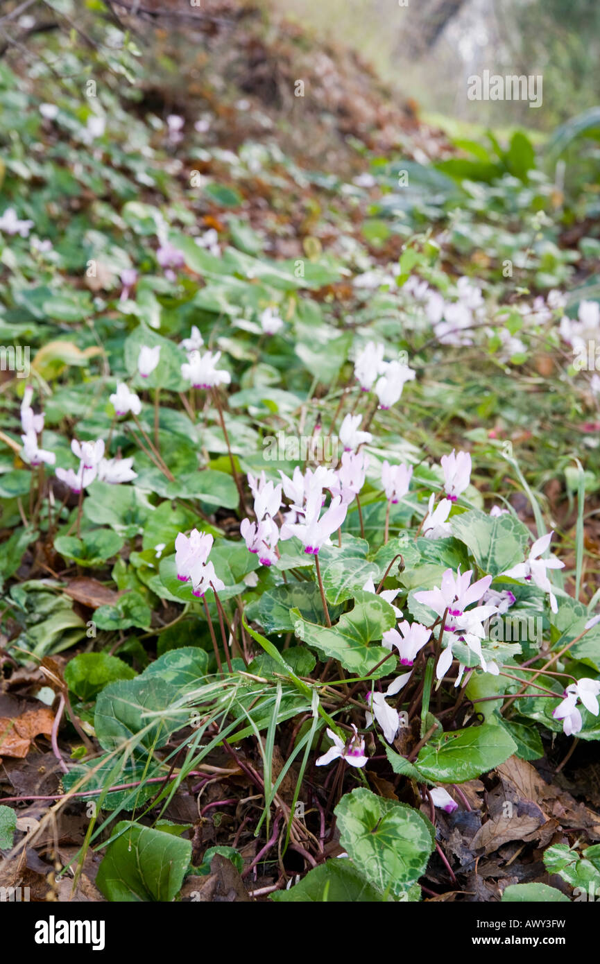 Israel blooming Persian violets Cyclamen persicum Spring February 2008 ...