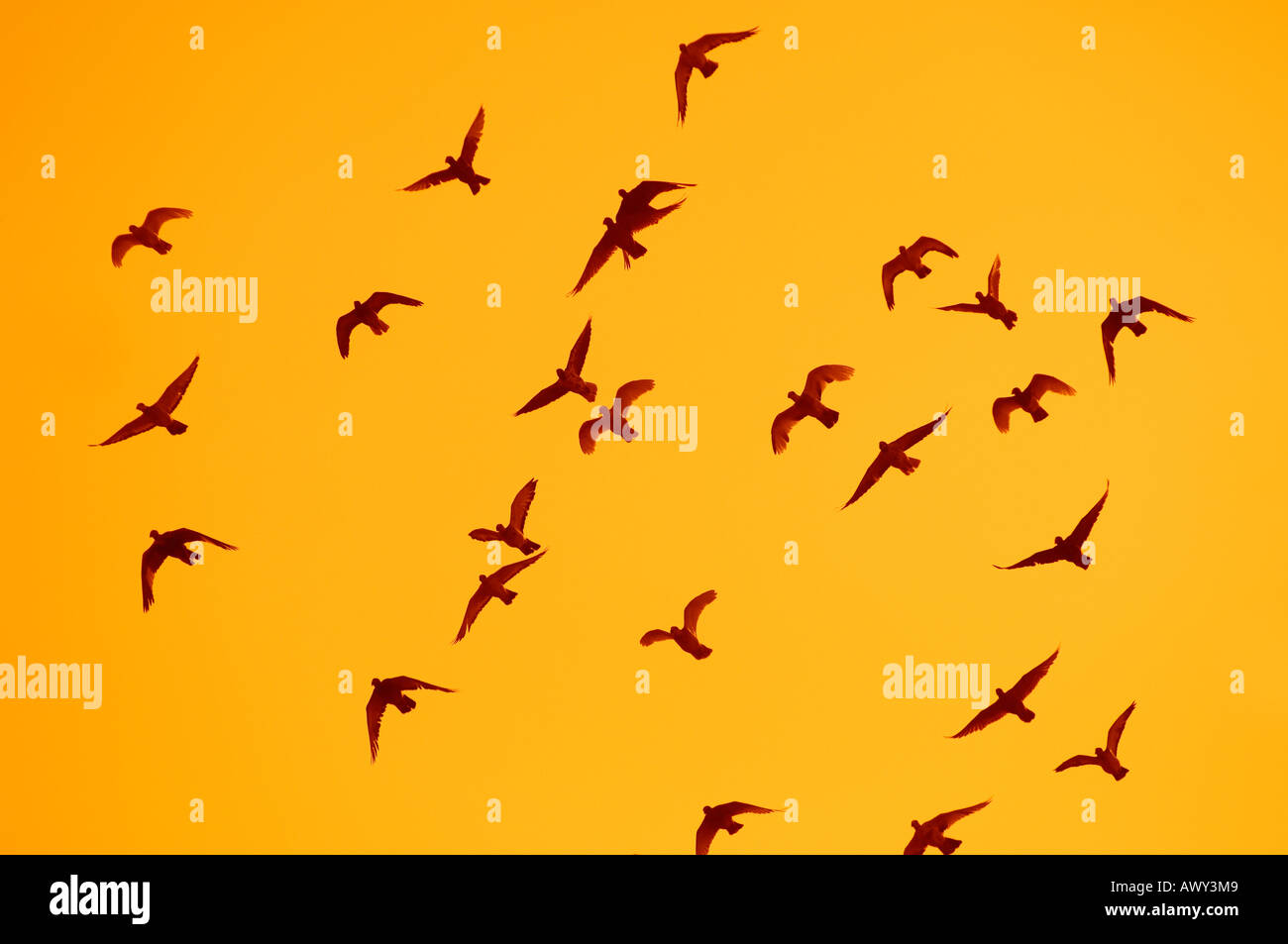 Horizontalsbirds hi-res stock photography and images - Alamy